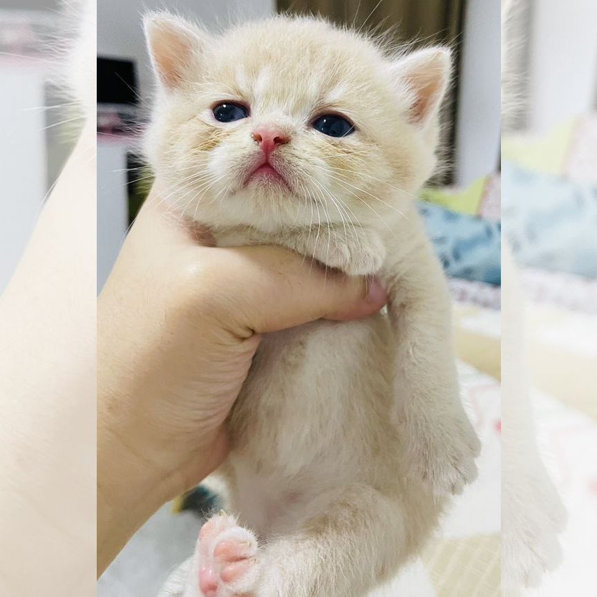 Котята золотая шиншилла