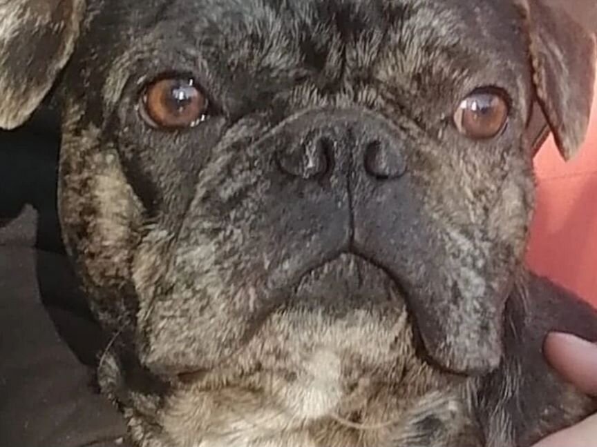 Французский бульдог Босс