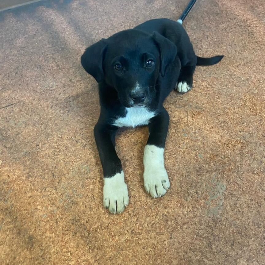 Щенок крупный мальчик