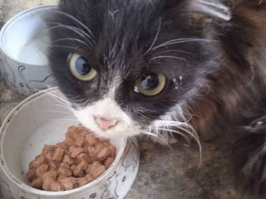 Кошка