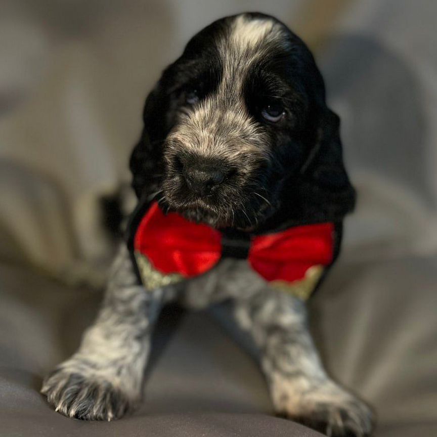 Английский кокер-спаниель, щенок