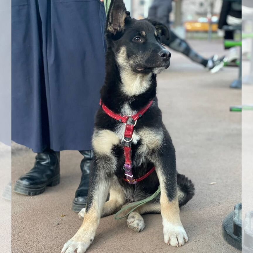 Щенок в добрые руки