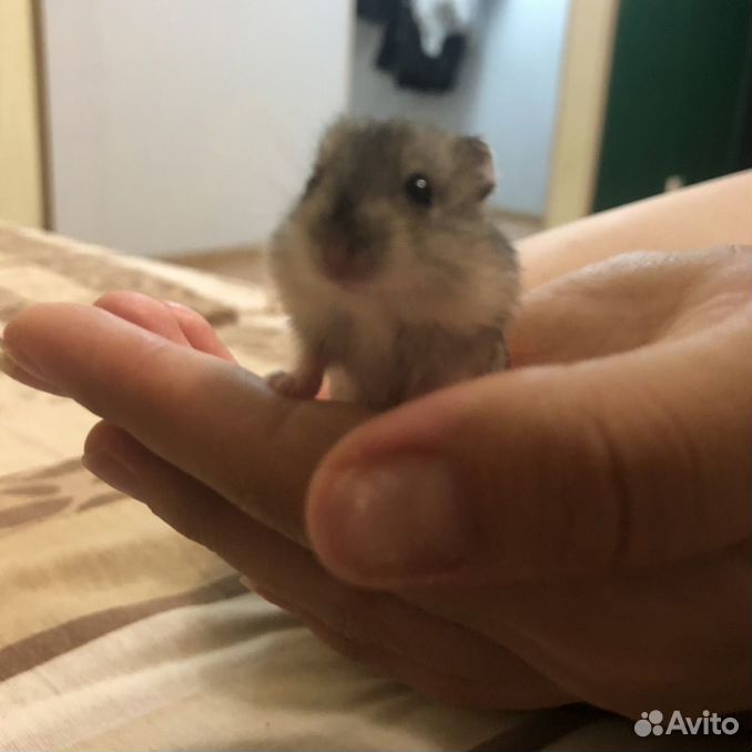 Джунгарский хомячек