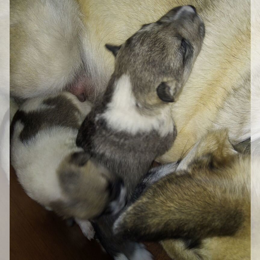 Щенок в добрые руки