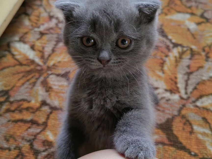 Шотландская