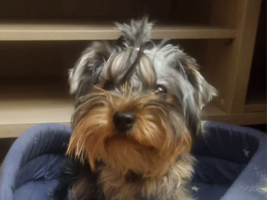 Йоркширский терьер(девочка)