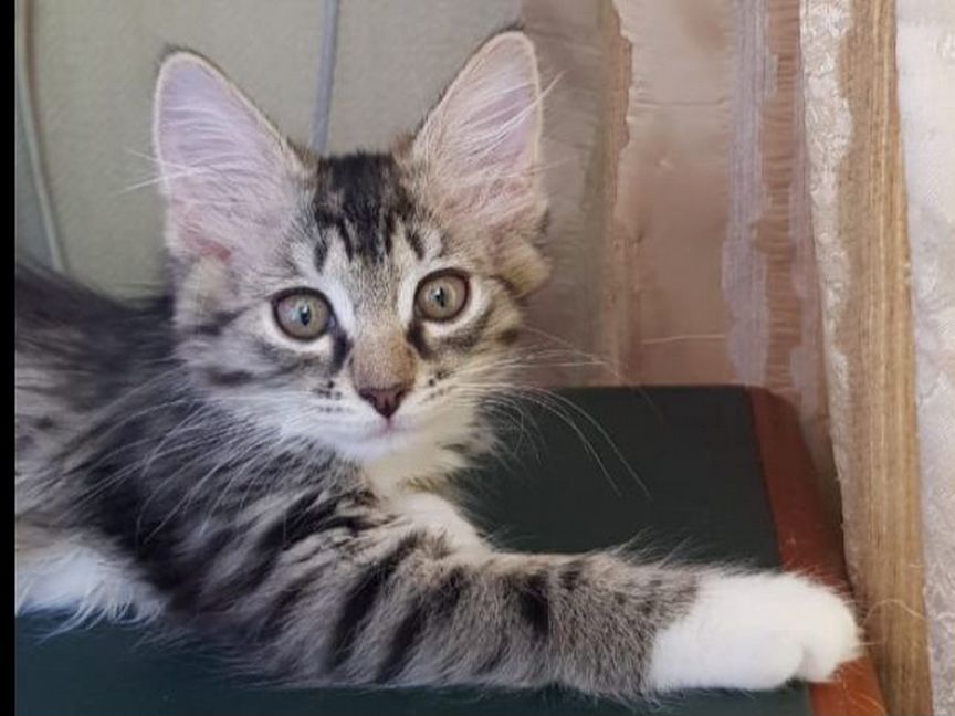 Котенок Пуша