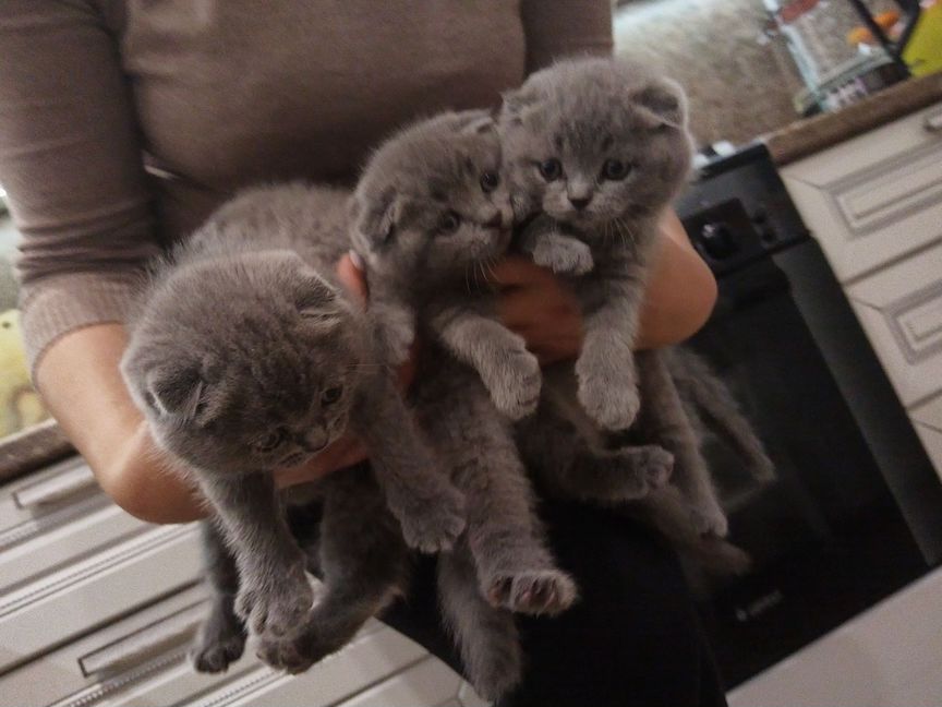Шотландские вислоухие котята