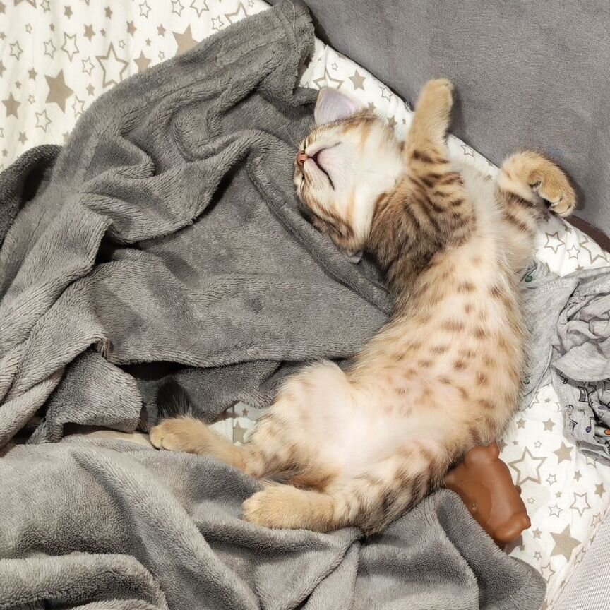 Европейский короткошёрстный котёнок