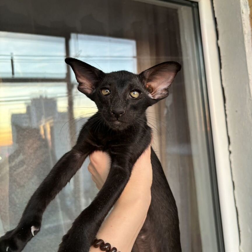 Ориентальные котята