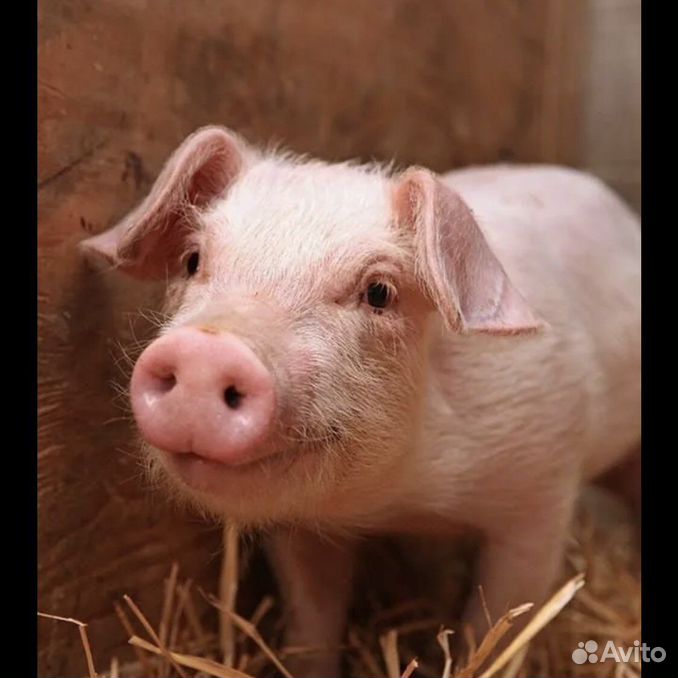 Поросенок ландрас