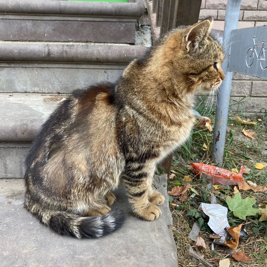 Котик в добрые руки