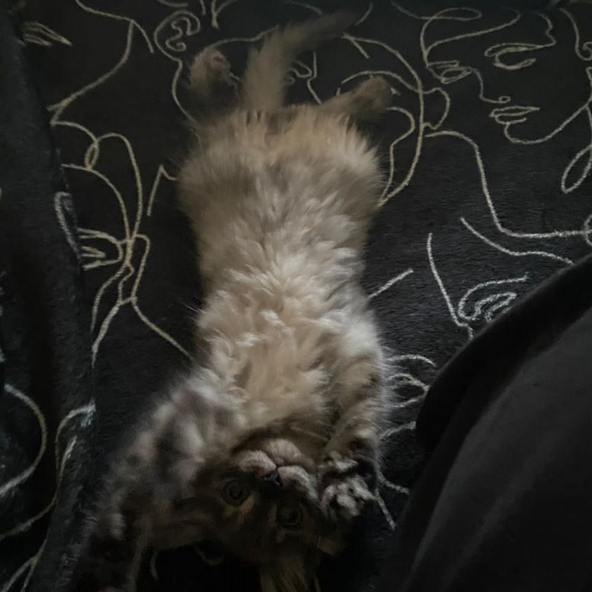 Шотландская кошка