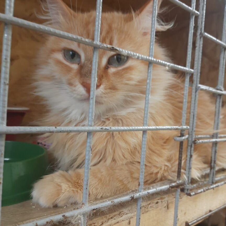 Котик