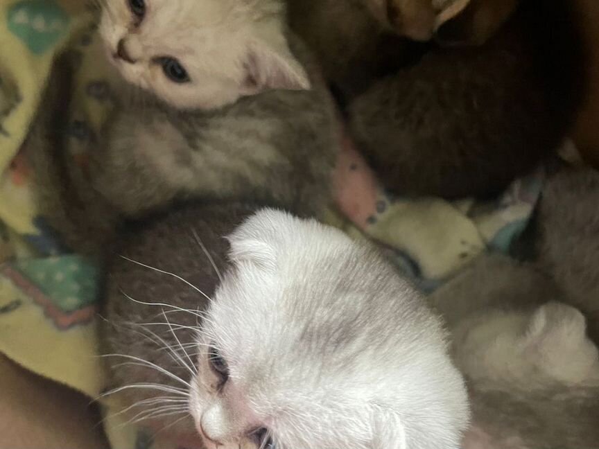 Шотландские вислоухие котята
