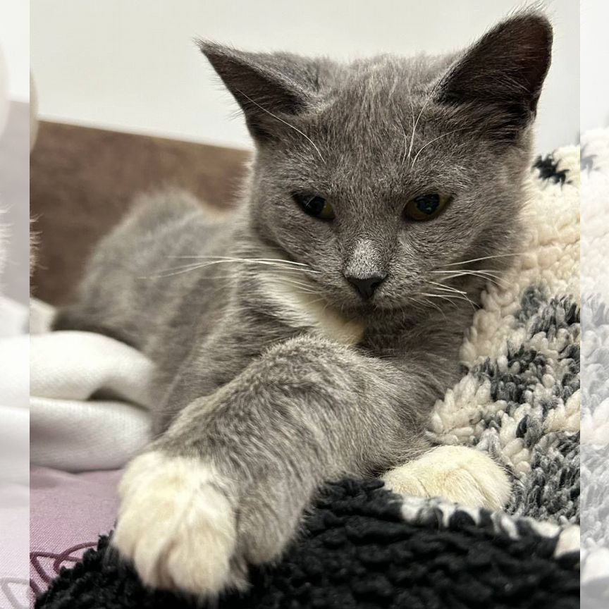 Котёнок