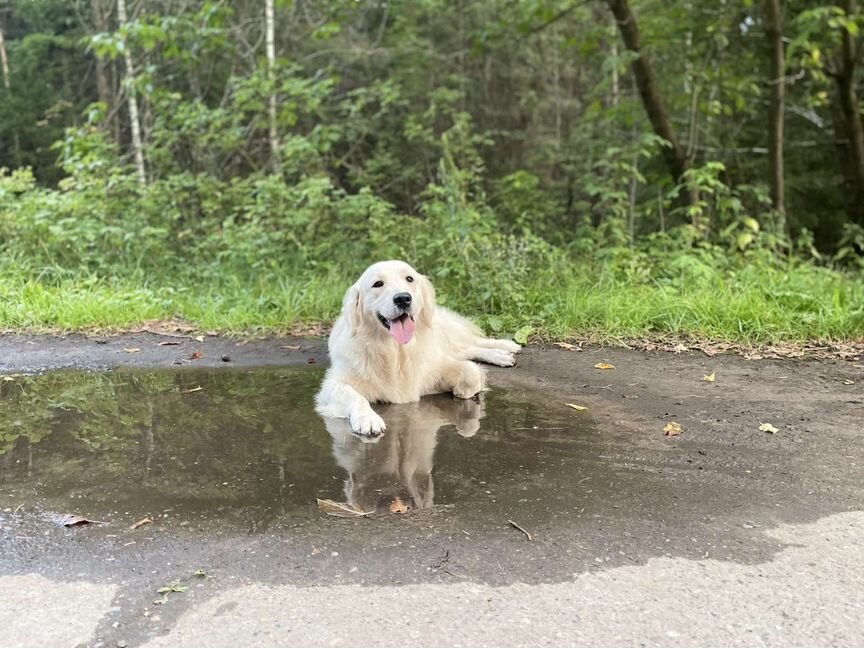 Золотистый ретривер