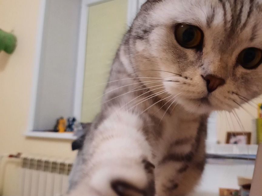 Шотландская пряиоухая кошка