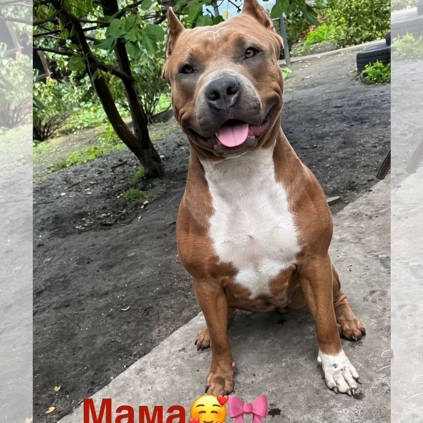 Американский булли, щенок