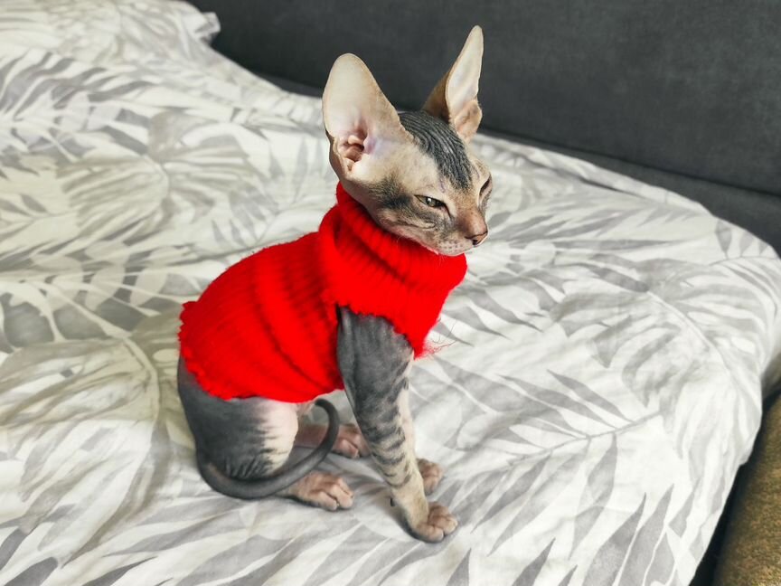 Канадский сфинкс. Девочка. 3 мес