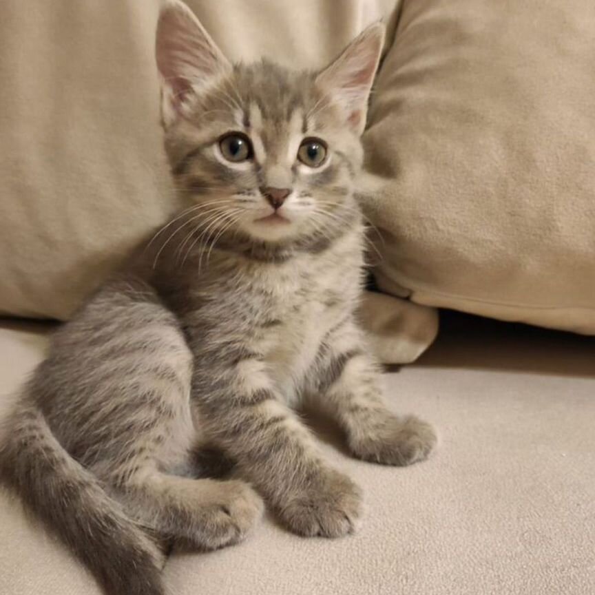 Ласковый котенок
