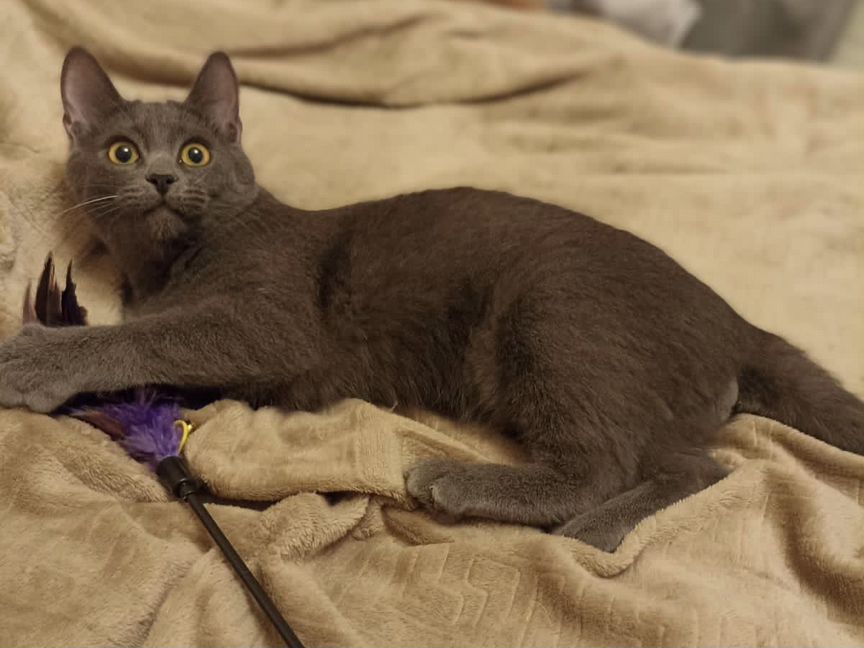 Котенок Добби ищет дом