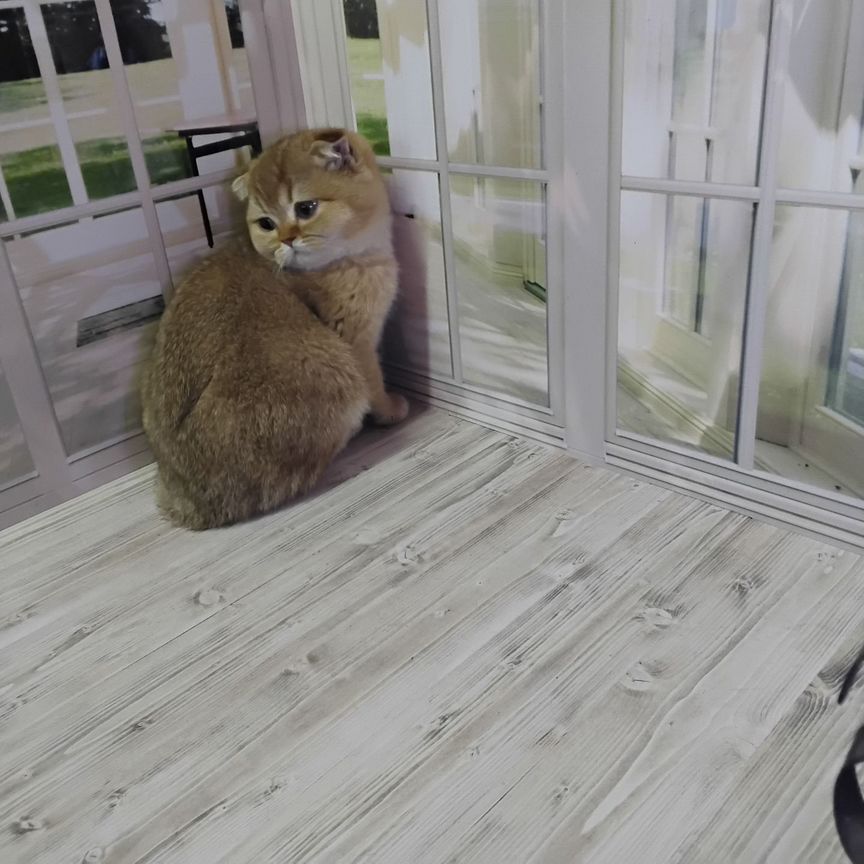 Шотландская золотая