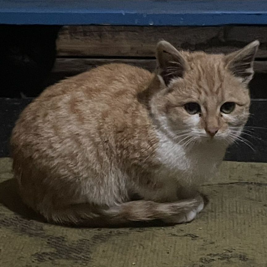 Котёнок в добрые руки