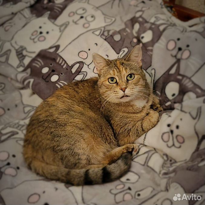 Хорошая девочка Арина ищет дом