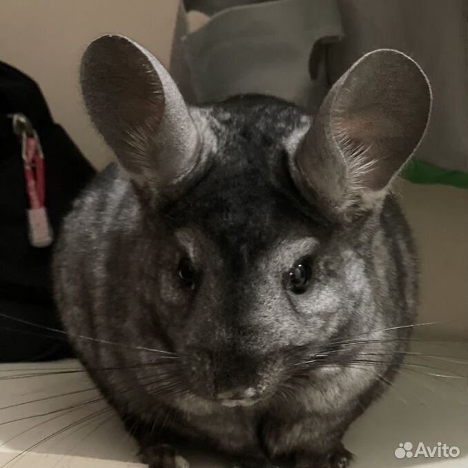 Шиншилла самец 2 года с витриной
