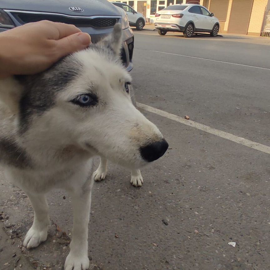 Сибирский хаски