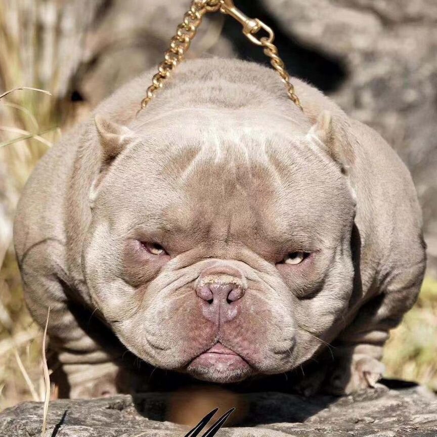 Американский булли, щенок