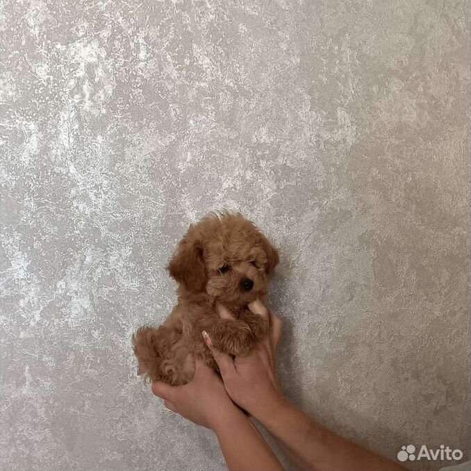 Крошечный малыш мальтипу f1 micro