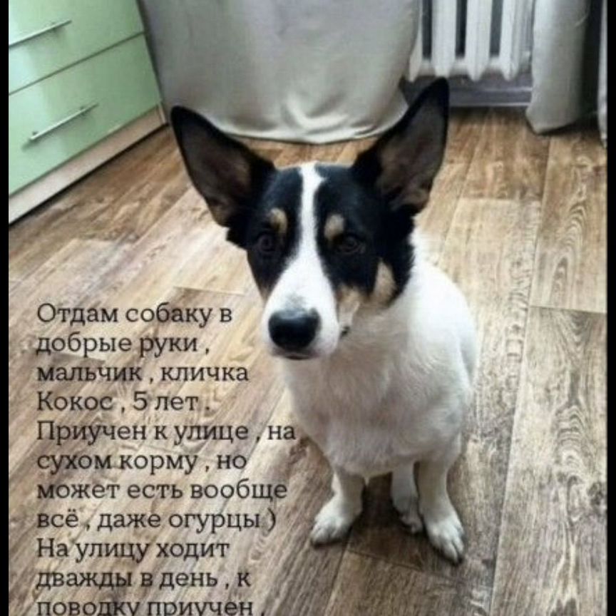 Песик Кокос его хотят вывезти в лес