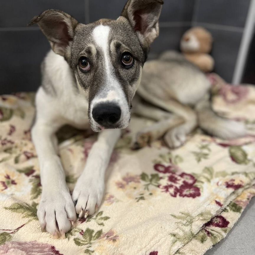 Кира ищет дом и своего человека