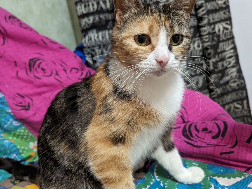 Ласковая кошечка ищет дом