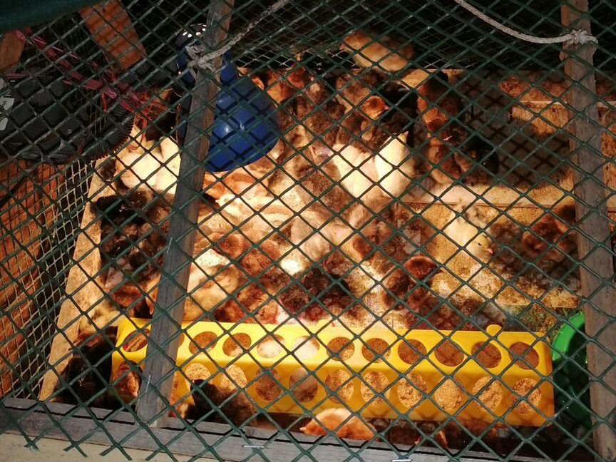 Цыплята несушки вылуп 8мая домашнее подворье