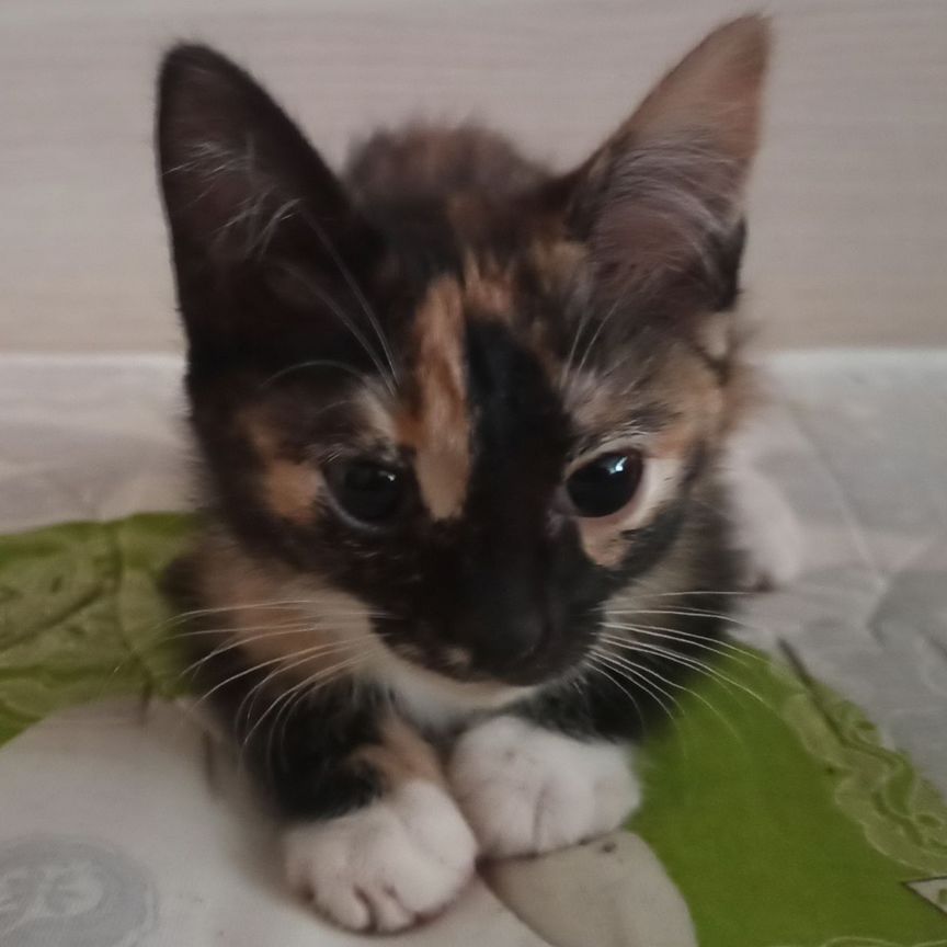 Сибирский котёнок