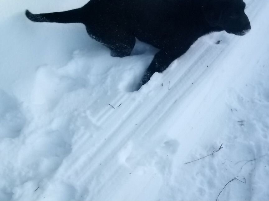 Щенок лабрадор