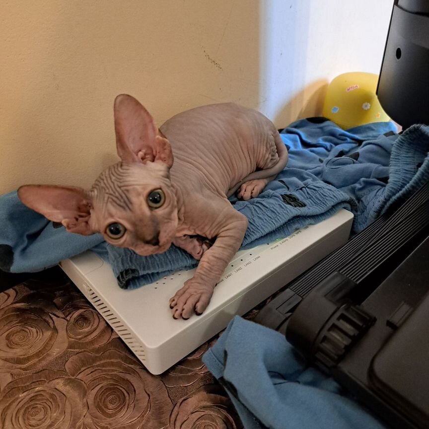 Канадский сфинкс