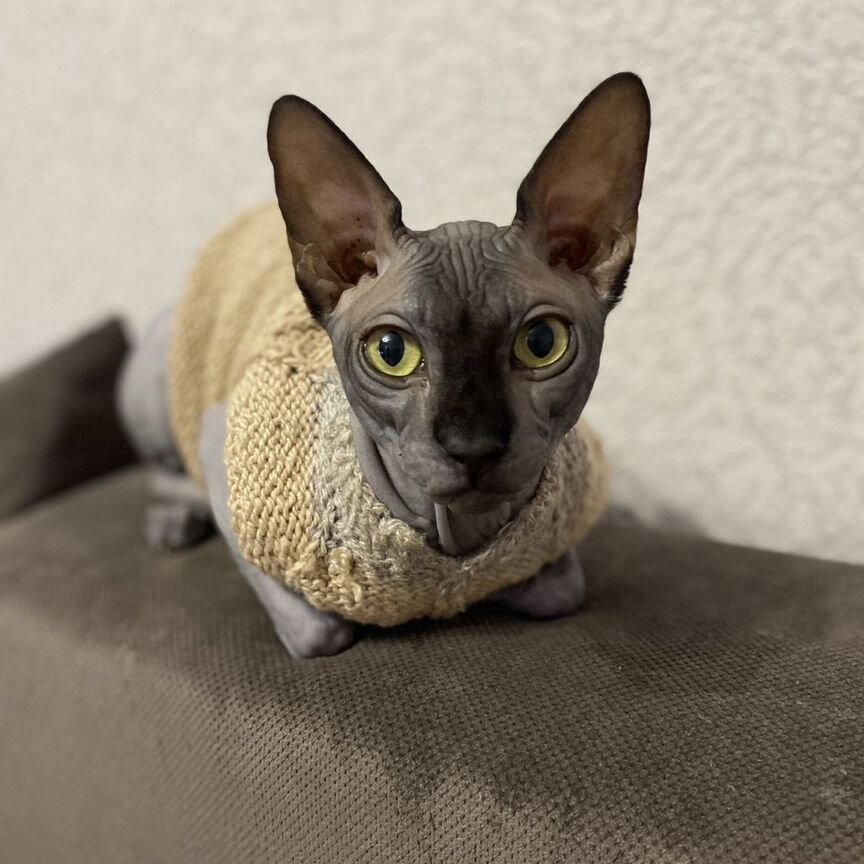 Кот на случку