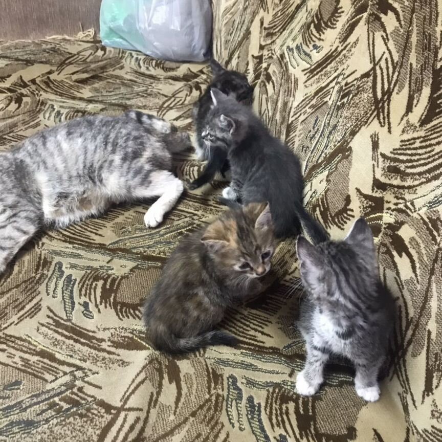 Котята в добрые руки