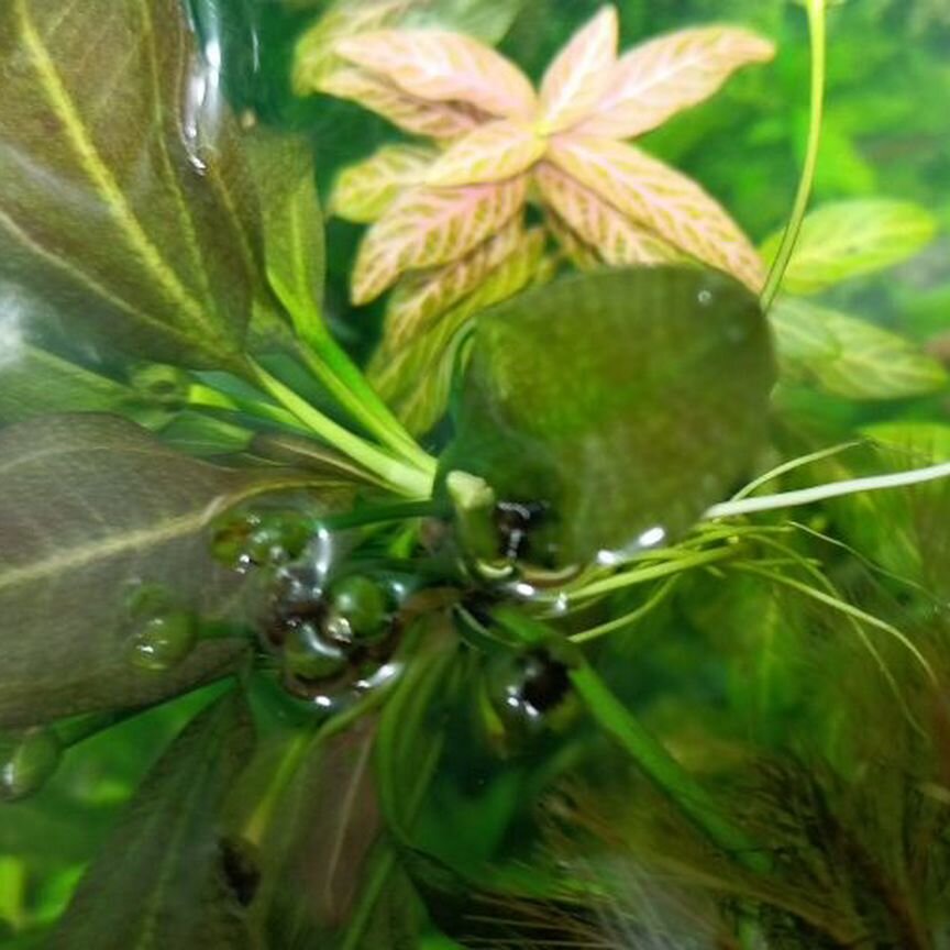 Эхинадорус Медведь