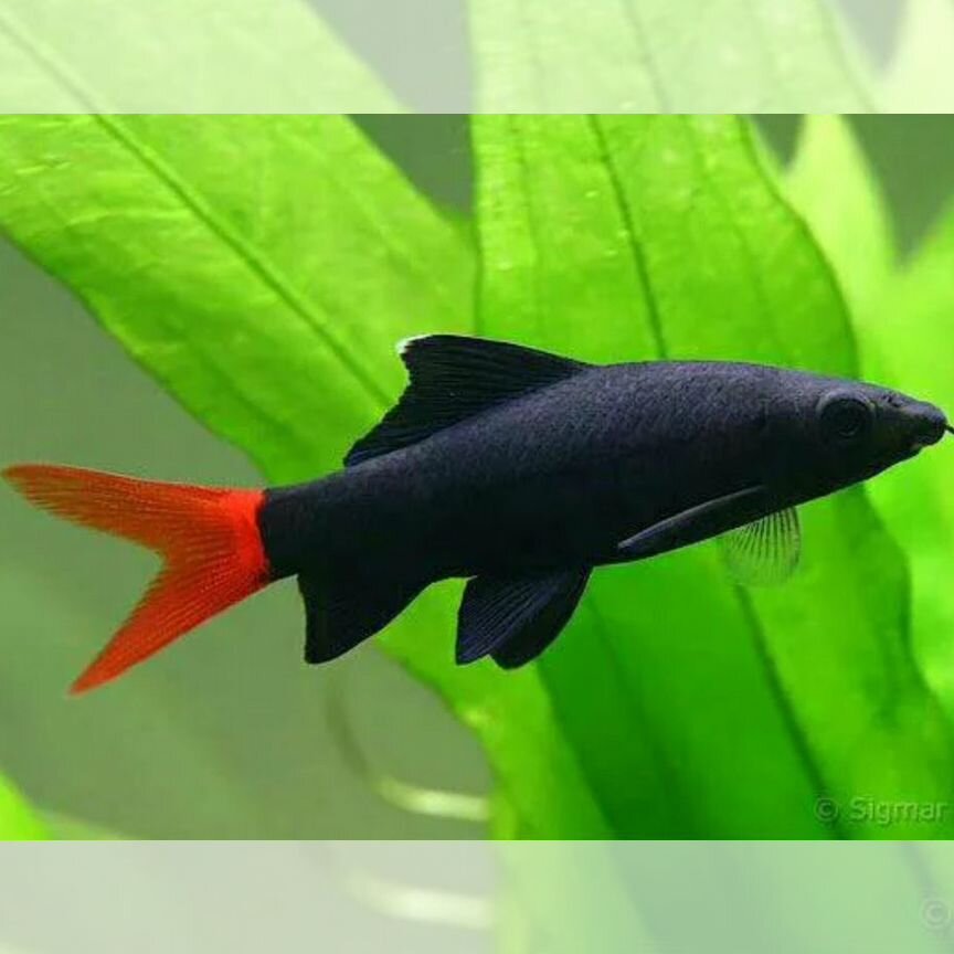 Лабео биколор