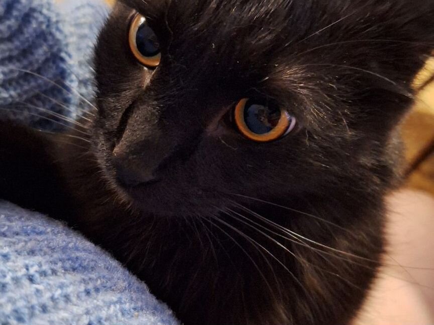 Кот