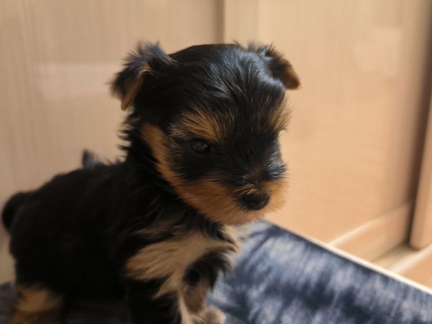 Йоркширский терьер мини беби фейс щенки