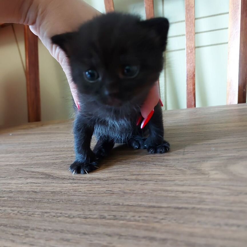 Рунические котята