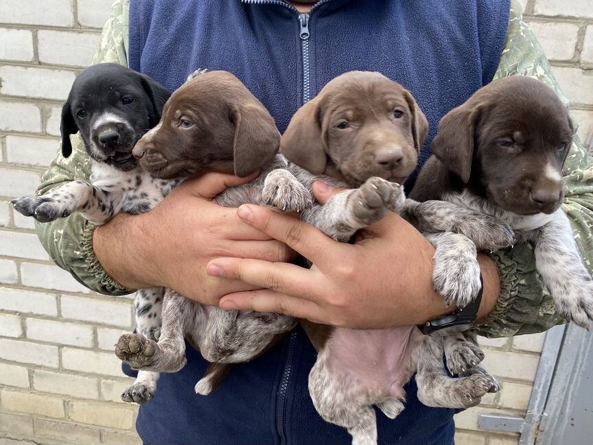 Щенки курцхаара