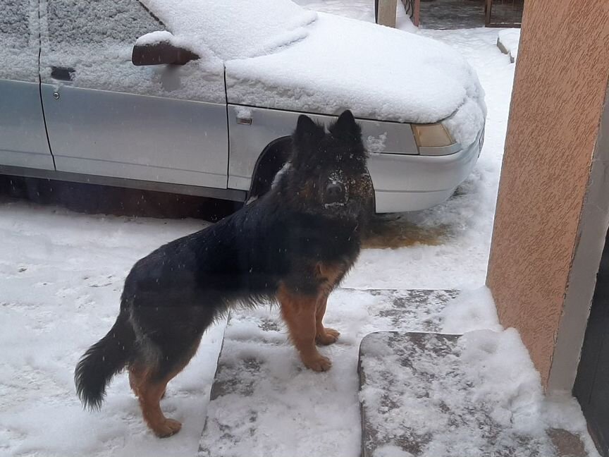 Немецкая овчарка