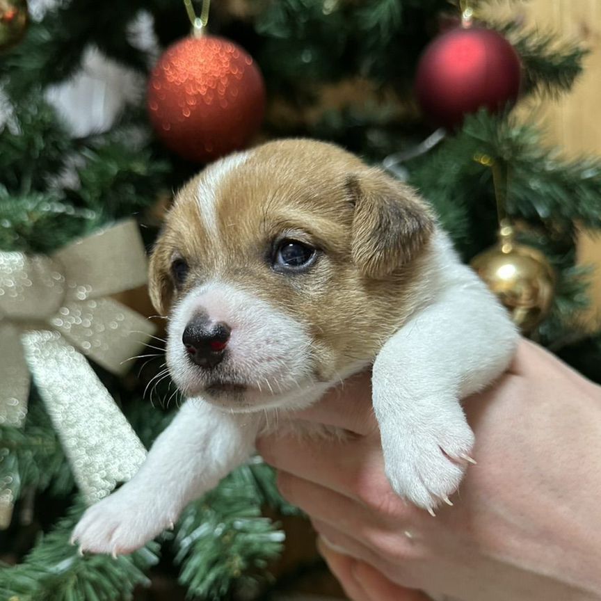 Щенки джек рассел терьер